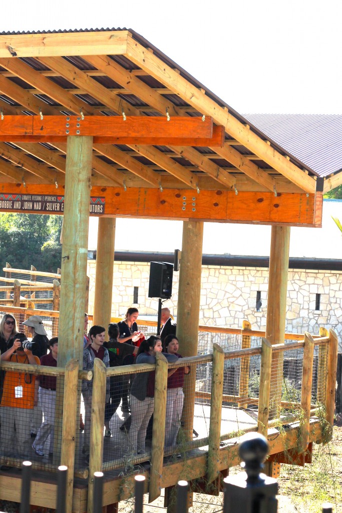 Haute Tip: Feed Giraffes at the San Antonio Zoo! - Haute In Texas